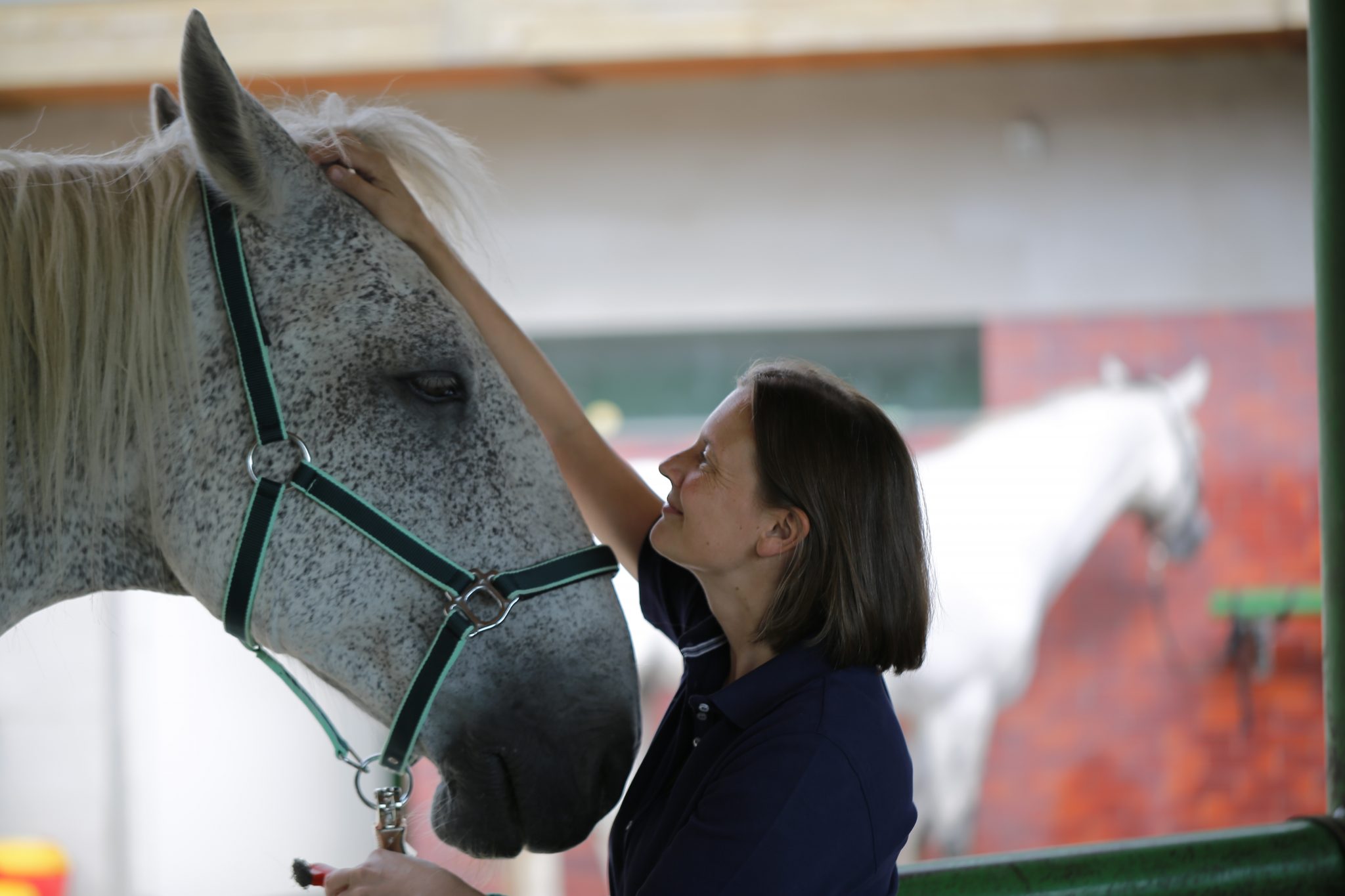 Craniosacrale Therapie – Equine Equilibrium
